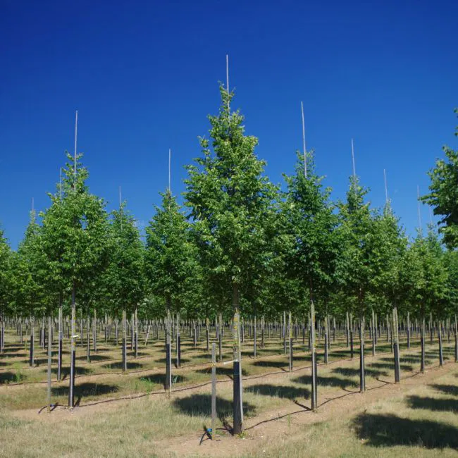 Tilia Cordata Rancho