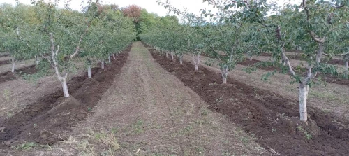 Rakija sljivovica