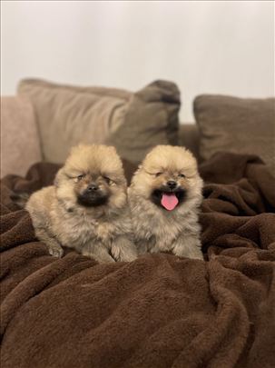 Pomeranski spic, pomeranc boo, zenka oranz