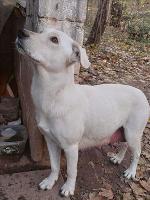 Mlada mini labradorka traži savršen dom