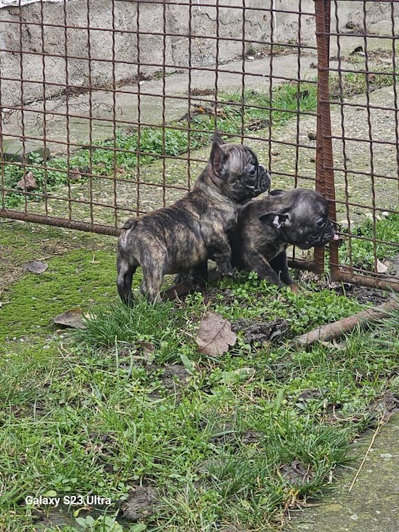 Predivni štenci francuskog buldoga na prodaju!Starost 10 nedelja. Oba