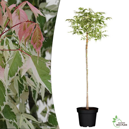 Acer Negundo flamingo 1.8