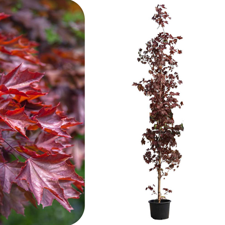 Acer platanoides - Crimson Sentry 2m