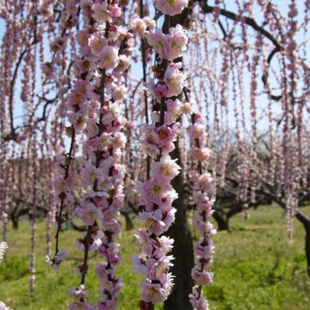 Prunus "Kiku Shdare"- Padajuca Japanska Tresnja