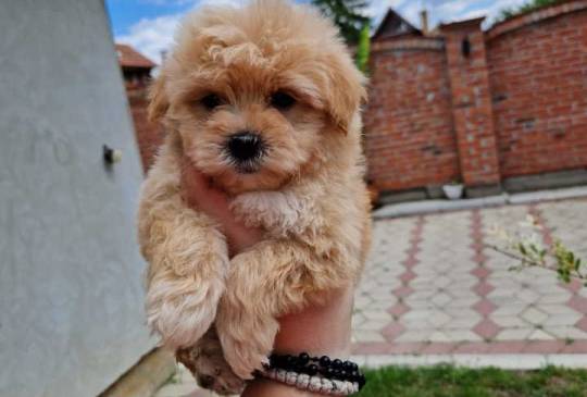 Preslatke bebice MALTIPOO spremni za pre