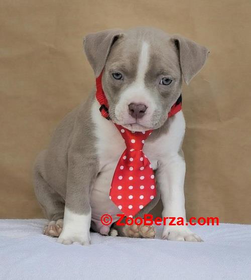 American bully pocket