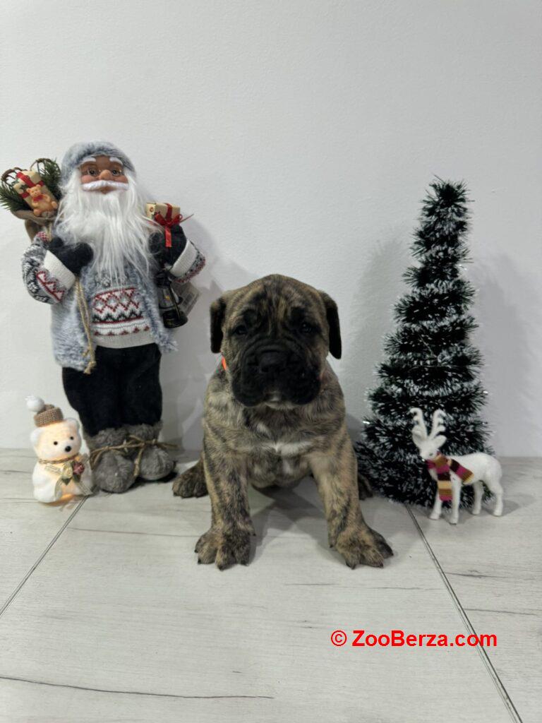 Preca Canario Kanarska doga štenci