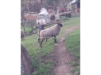 Романовски ован за приплод