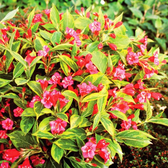 Weigela Florida Brigela - Šarena Veigela