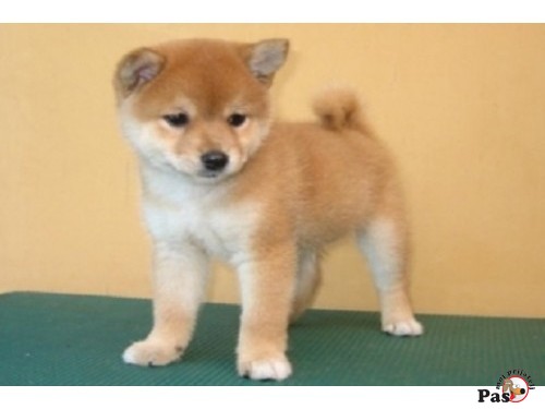 Akita Inu