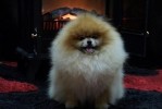 Pomeranac, Pomeranian, Boo stenci