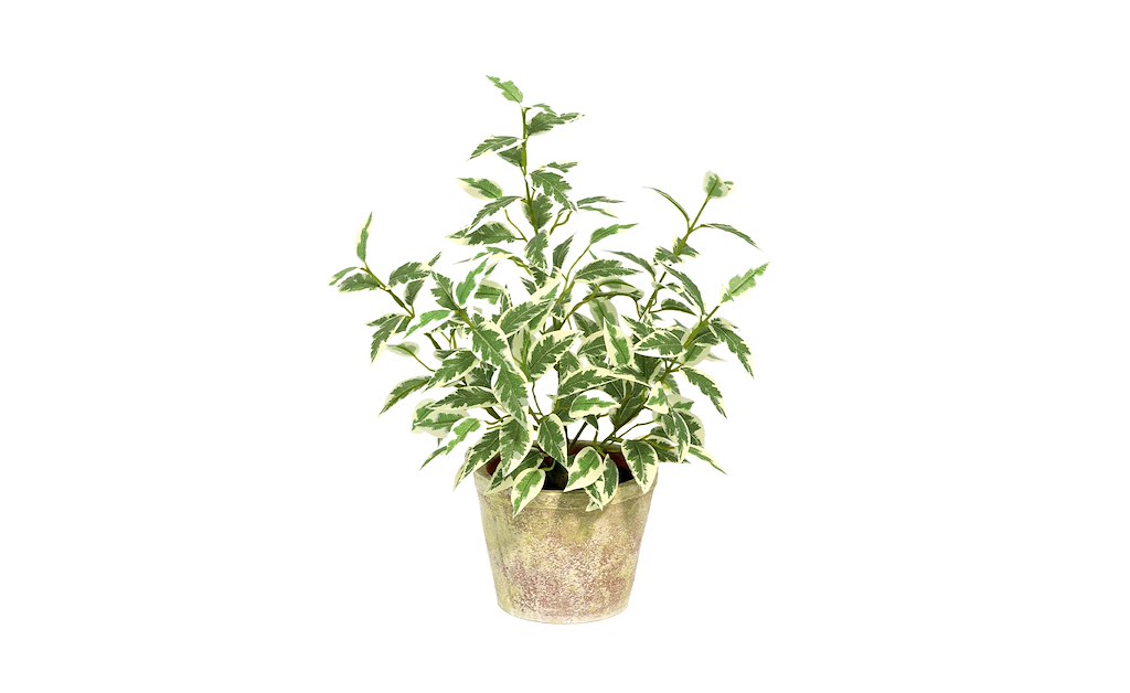Biljka u saksiji Ficus 38cm