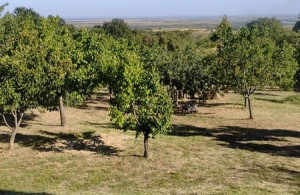 Kuća u prirodnoj oazi kod manastira Grgeteg