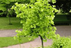 Ginko Biloba