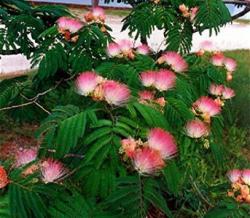 Albizia julibrissin - Albicija svileno drvo (200 semenki)