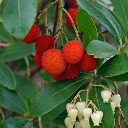 Arbutus unedo (seme) Maginja