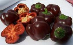 Paprika Mini Bell Chocolate (30 semenki)