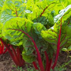 Blitva - Swiss Chard Rhubarb Red (50 semenki)