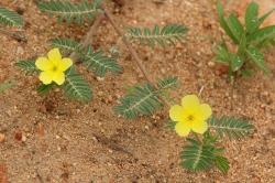 Tribulus