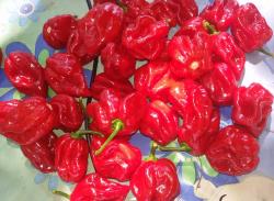 Red Habanero