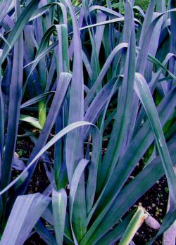 Leek, Blue Solaise