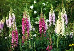 Digitalis Multicolor