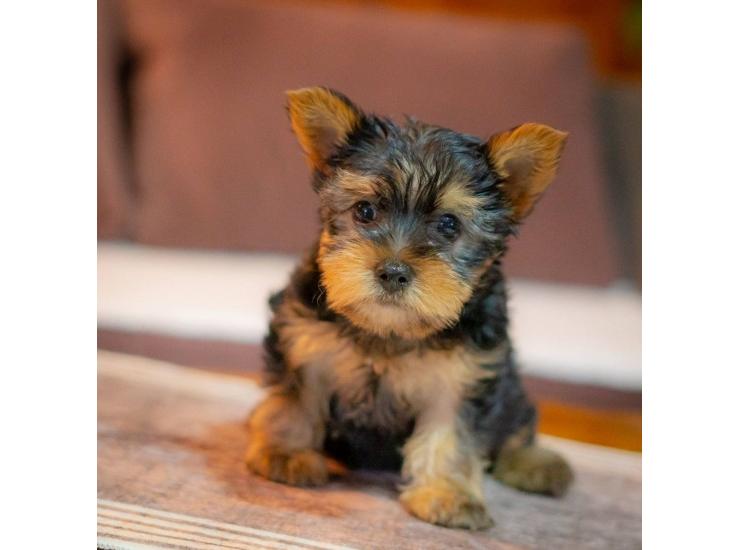 Yorkshire terrier