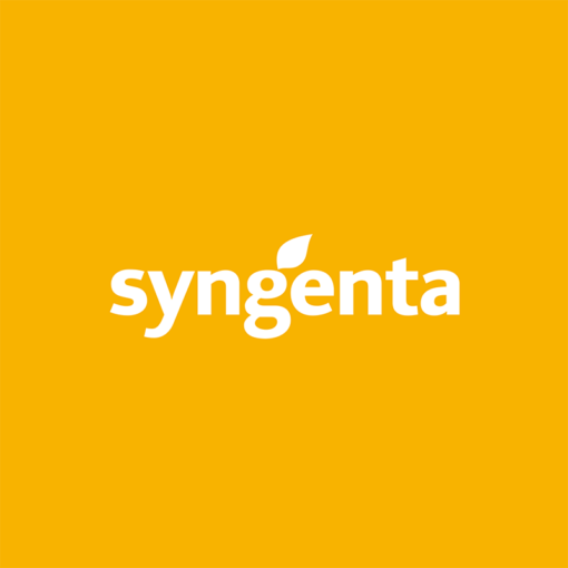 Seme suncokreta SYNGENTA SY SUREST