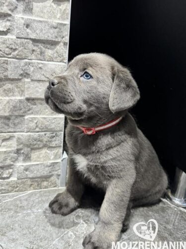 Cane Corso