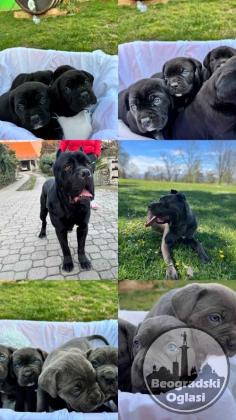 Cane Corso stenci