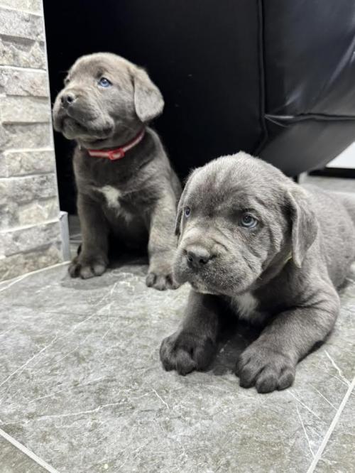 Cane Corso