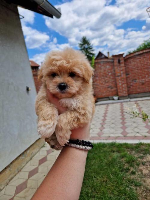 Preslatke bebice MALTIPOO