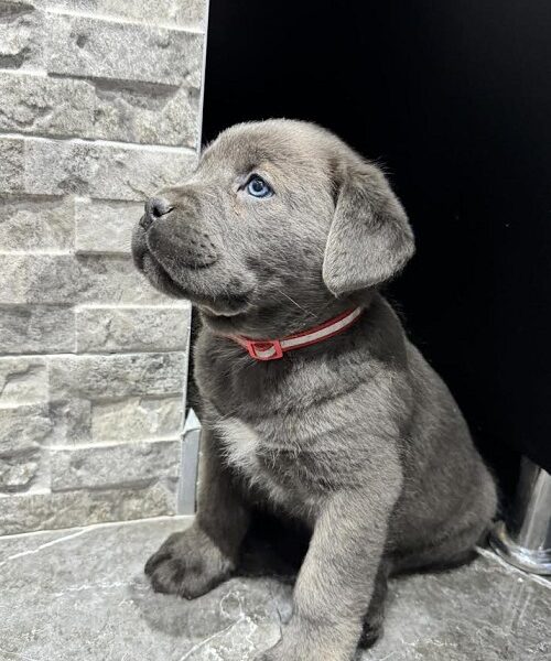 Cane Corso