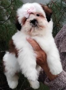 SHIH TZU žensko štene