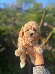 Maltipoo vrhunske genetike