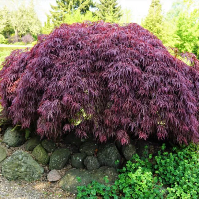 Acer palmatum Dissectum Inaba-Shidare