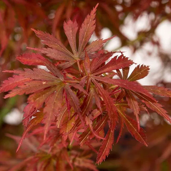 Acer palmatum Jerre Schwartz