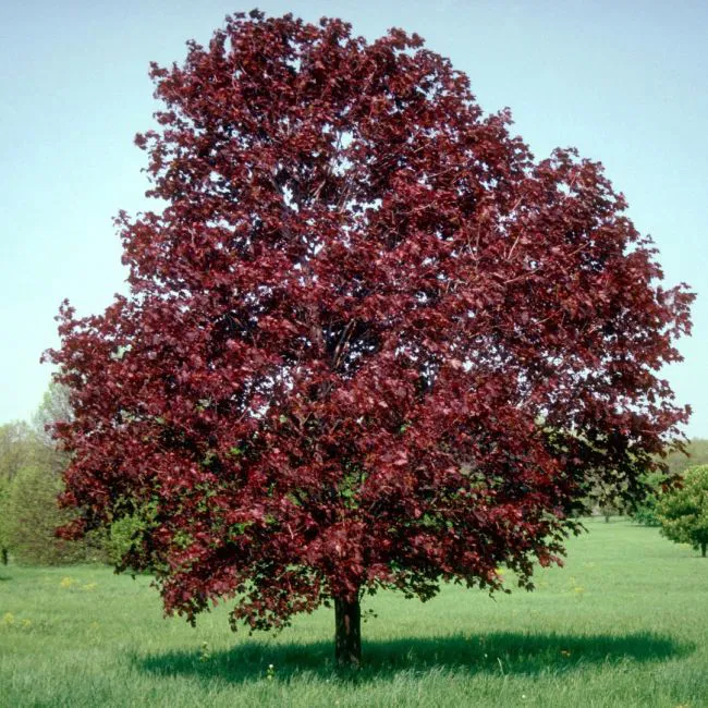 Acer platanoides Royal red