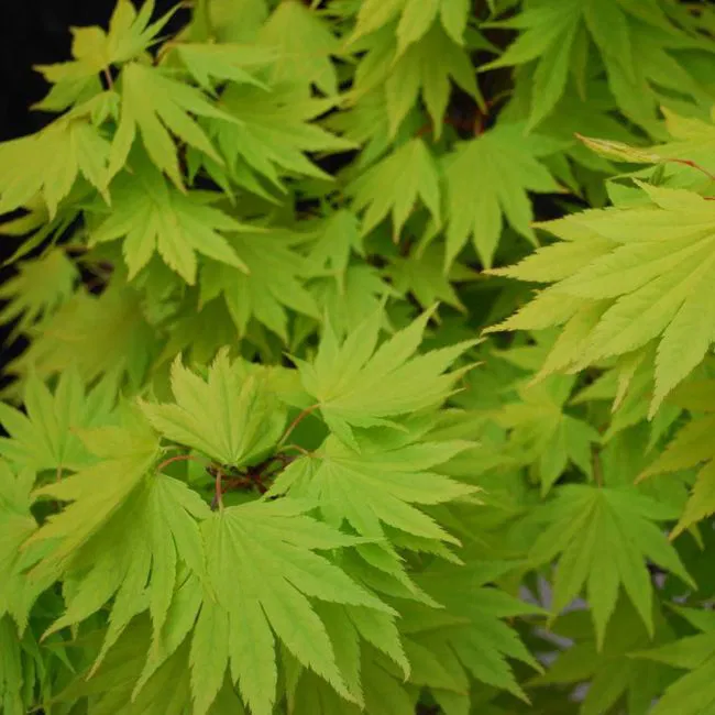 Acer shirasawanum Jordan