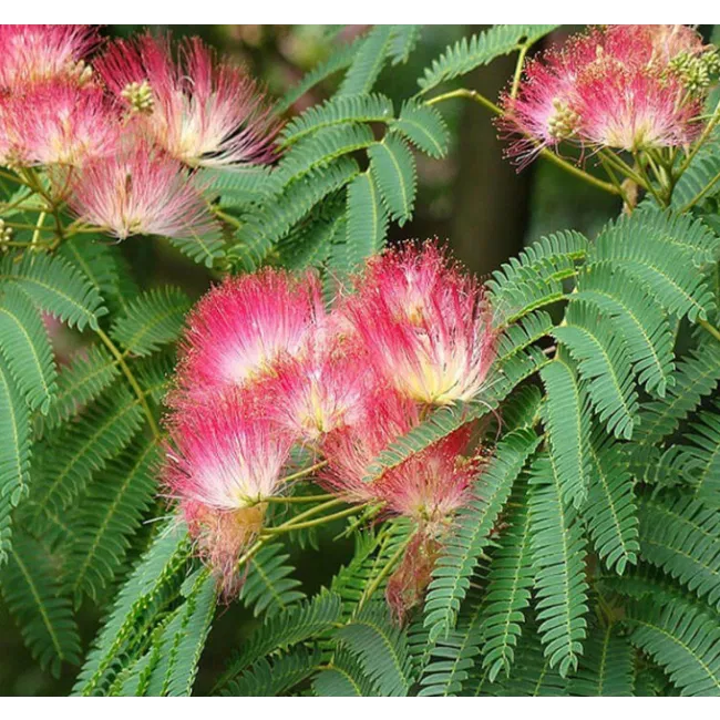 Albizia julibrissin