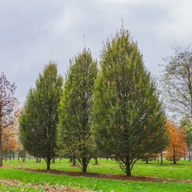 Carpinus betulus Fastigiata