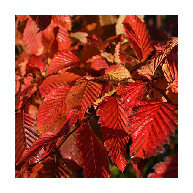 Carpinus betulus Rockhampton Red