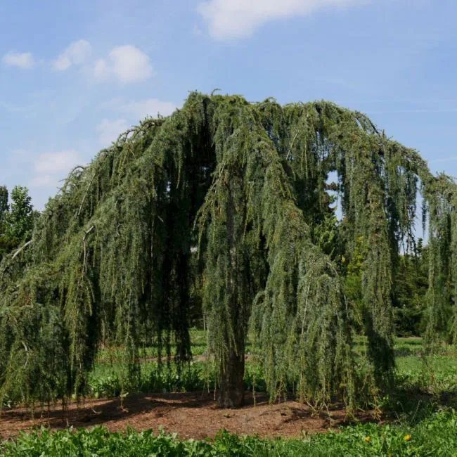 Cedrus atlantica Glauca Pendula