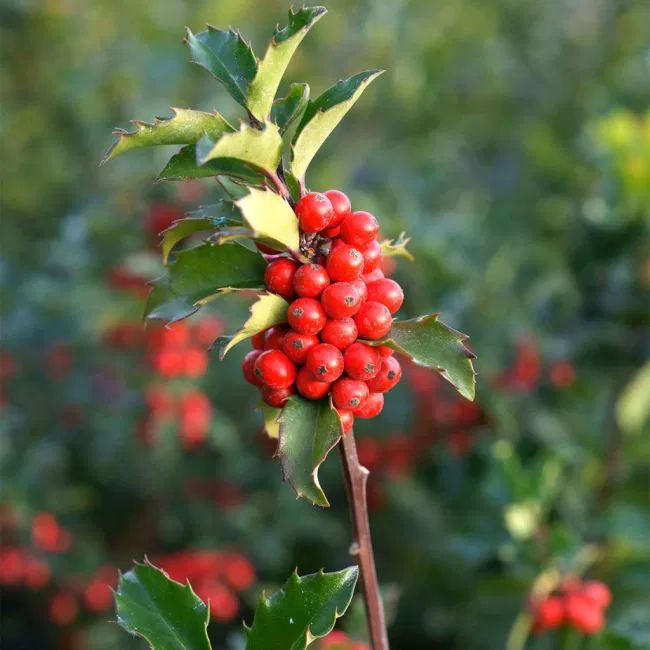 Ilex meserveae Mesid