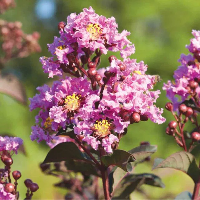 Lagerstroemia indica 'Lavander Lace' • C15 L • Kalem 100 cm