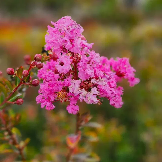 Lagerstroemia indica 'Petite Pink' • C2 L • 80/100 cm