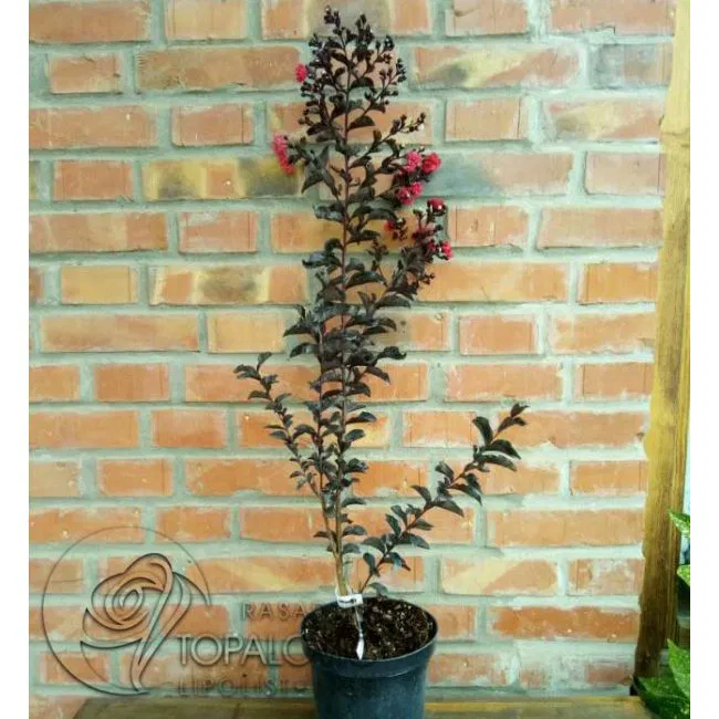 Lagerstroemia indica Black Diamond Best Red