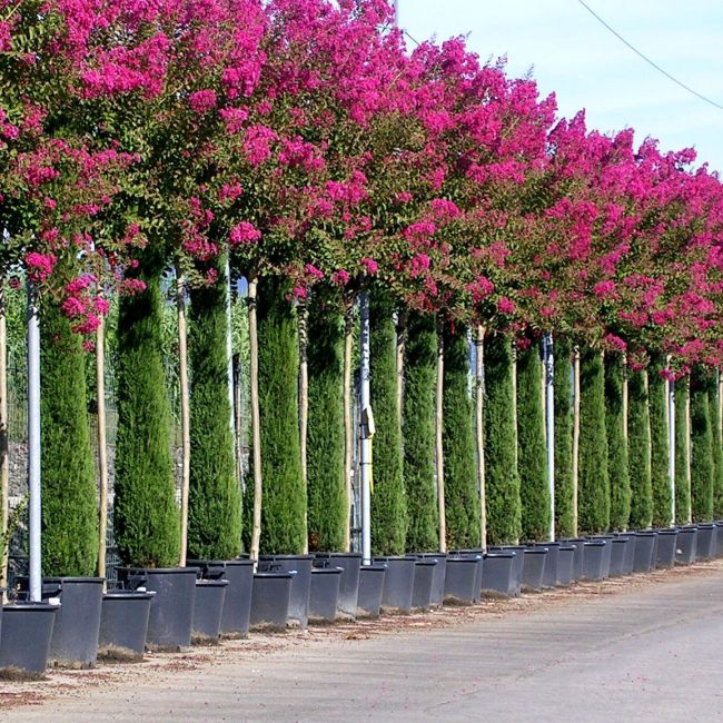 Lagerstroemia indica Coccinea