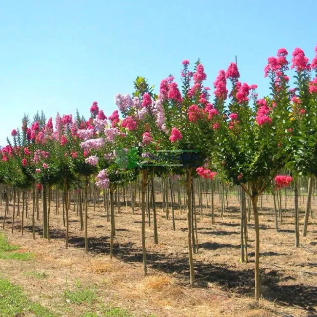 Lagerstroemia indica Dynamite