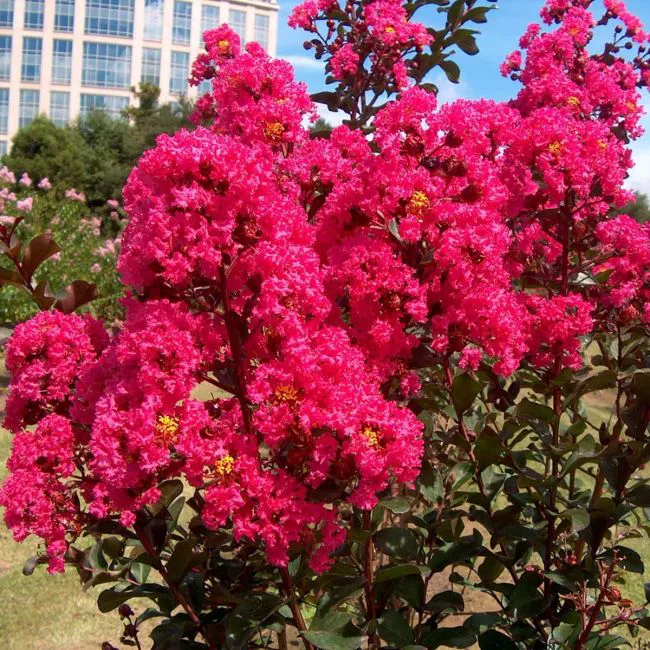 Lagerstroemia indica Pink Velour